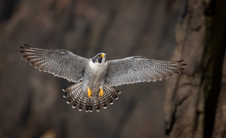 How to Motivate Yourself to Act - NINJA FOREST